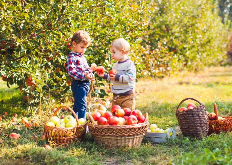 Pumpkin Picking and Fun Fall Activities for Kids | The Mom Friend